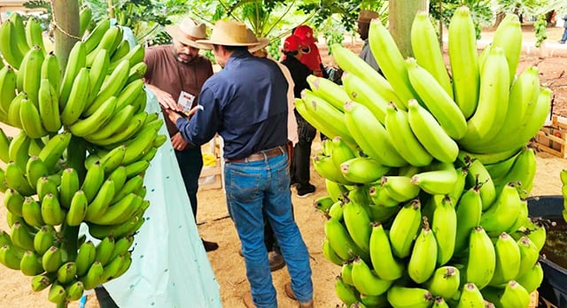 Professor que plantou banana para dar errado se torna referência na ...